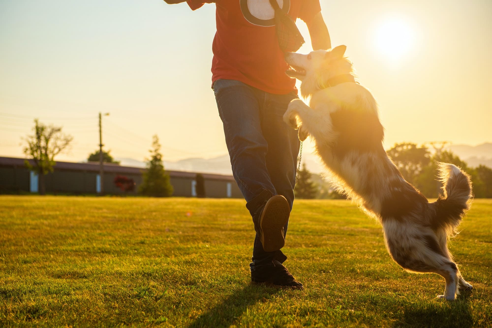 Hund springt Besuch an: Ursachen und Lösungen - Seevetal - Hundepsychologin