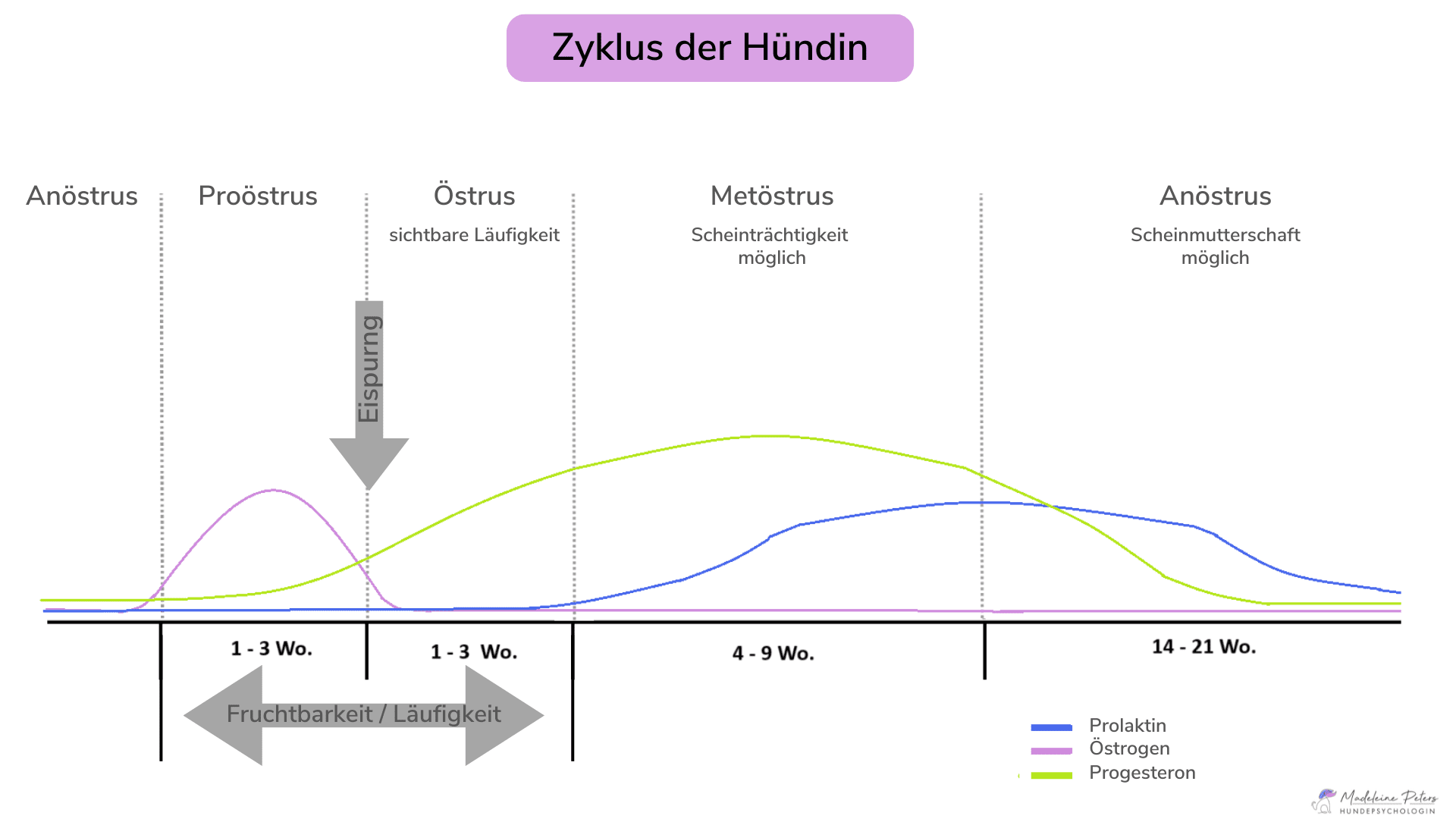 Wunderschone Stehtage Hundin Berechnen Ebenbild